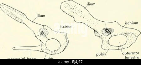 . Chordate morphology. Morphology (Animals); Chordata. obturator foramen