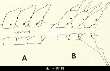 . Chordate morphology. Morphology (Animals); Chordata. haemal arch ...