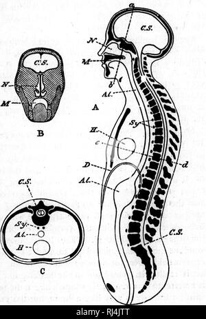 Vertical transverse section of the human brain Stock Photo - Alamy