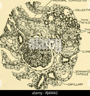 . Chordate anatomy. Chordata; Anatomy, Comparative. THE UROGENITAL ...