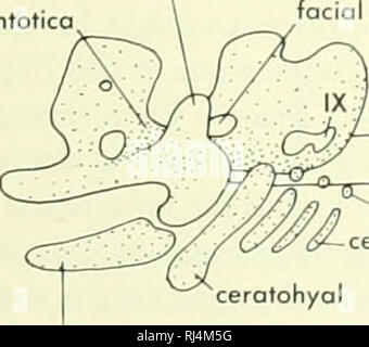 . Chordate morphology. Morphology (Animals); Chordata. pila preoptica ...