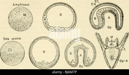 The blastula is an early-stage embryonic structure that forms after ...