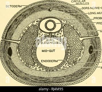 . Chordate anatomy. Chordata; Anatomy, Comparative. THE UROGENITAL ...