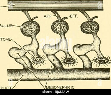 . Comparative anatomy. Anatomy, Comparative. NEPHROSTOME GLOMERULUS j ...