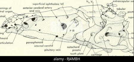 Coelacanth (Latimeria chalumnae) living fossil, ancestor of amphibians ...