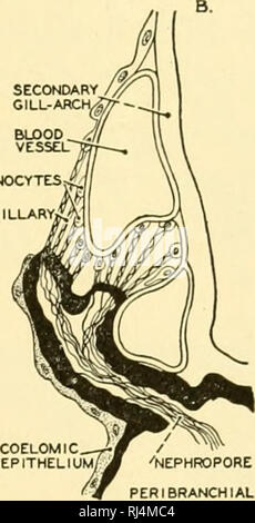 . Chordate anatomy. Chordata; Anatomy, Comparative. GILL APERTURE ...