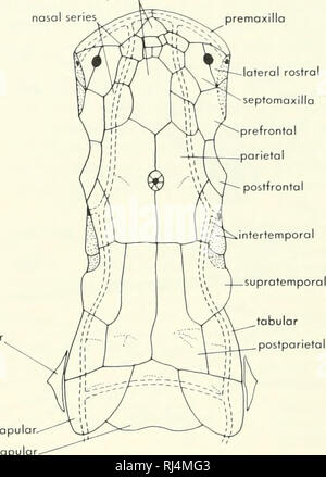 . Chordate morphology. Morphology (Animals); Chordata. sensory bristle ...