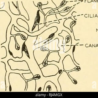. Comparative anatomy. Anatomy, Comparative. THE UROGENITAL SYSTEM 413 ...