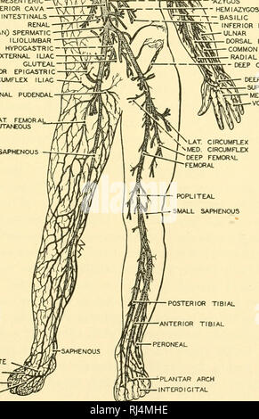 . Chordate anatomy. Chordata; Anatomy, Comparative. cervical ...