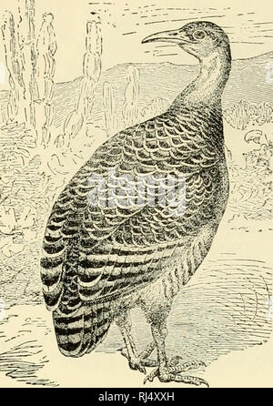 . The chordates. Chordata. A. Sauropsida: Class Aves B. „„ ffff 535 ...