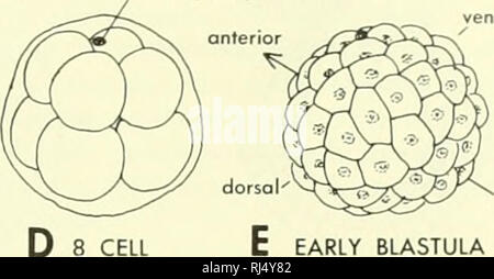 . Chordate morphology. Morphology (Animals); Chordata. EARLY NEURULA B ...