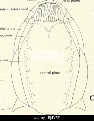 . Chordate morphology. Morphology (Animals); Chordata. ^ oral sucker ...