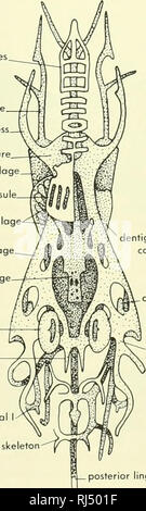 . Chordate morphology. Morphology (Animals); Chordata. ^ oral sucker ...