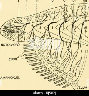 . Comparative anatomy. Anatomy, Comparative. SOMATIC MOTOR NERVE iTIC ...