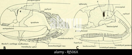 . Chordate morphology. Morphology (Animals); Chordata. sphenotic ...