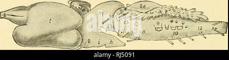 . Comparative anatomy. Anatomy, Comparative. SOMATIC MOTOR NERVE iTIC ...