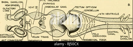 . Chordate anatomy. Chordata; Anatomy, Comparative. PARAPHYSIS DORSAL ...
