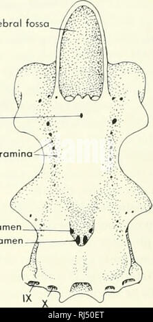 . Chordate morphology. Morphology (Animals); Chordata. spinal ligament ...