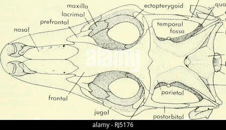 . Chordate morphology. Morphology (Animals); Chordata. fronta foramen ...