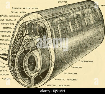 . Comparative anatomy. Anatomy, Comparative. SOMATIC MOTOR NERVE iTIC ...