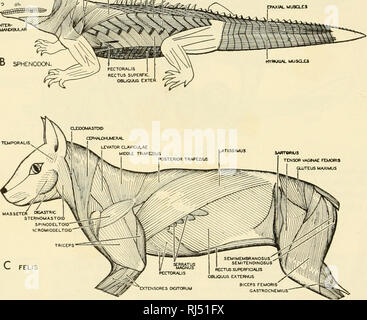 . The chordates. Chordata. LATERAL TRUNK MUSCLES —SPINAL CORD NOTOCHORD ...