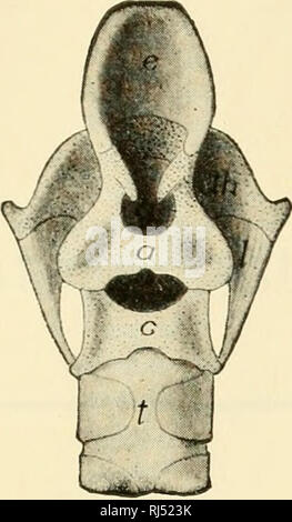 . The chordates. Chordata. The Inner (Alimentary) Tube and Its ...