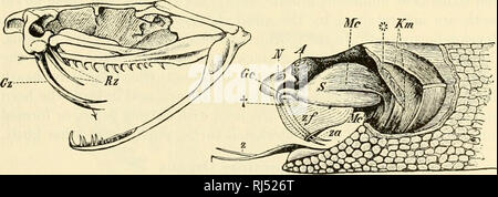 . The chordates. Chordata. The Inner (Alimentary) Tube and Its ...