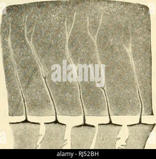 . The chordates. Chordata. The Inner (Alimentary) Tube and Its ...