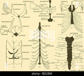 . Chordate anatomy. Chordata; Anatomy, Comparative. THE SKELETAL SYSTEM ...