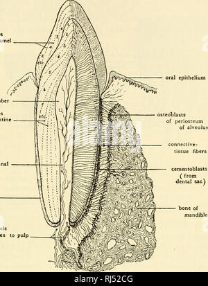 . The chordates. Chordata. The Inner (Alimentary) Tube and Its ...