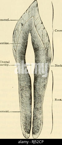 Human: incisor, longitudinal section. In the axis the tooth cavity c ...