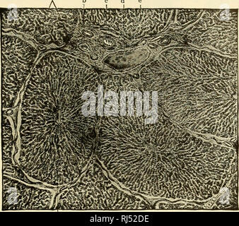 . The chordates. Chordata. The Inner (Alimentary) Tube and Its ...