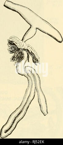 . The chordates. Chordata. The Inner (Alimentary) Tube and Its ...