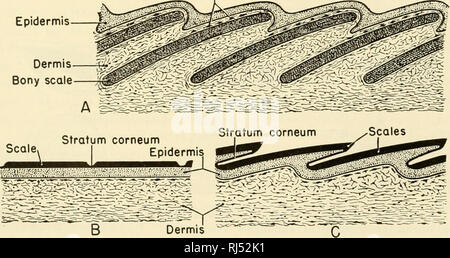 . The chordates. Chordata. Fig. 14. (Left) Cycloid scale of Salmo fario ...