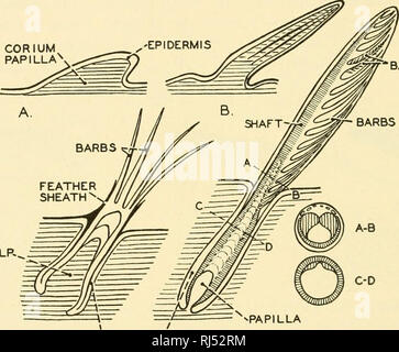 . Chordate anatomy. Chordata; Anatomy, Comparative. CORIUM ^EPIDERMIS ...