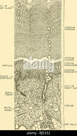 . Chordate anatomy. Chordata; Anatomy, Comparative. CORIUM ^EPIDERMIS ...