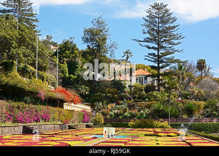 Portugal Madeira Funchal Madeira Funchal Botanischer Garten Blüte ...
