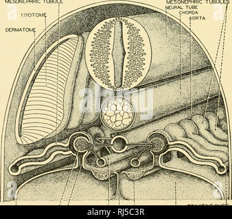 . Comparative anatomy. Anatomy, Comparative. NEPHROSTOME GLOMERULUS j ...