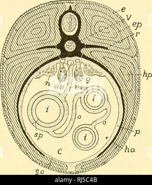 . Chordate anatomy. Chordata; Anatomy, Comparative. REPRODUCTION 41 ...