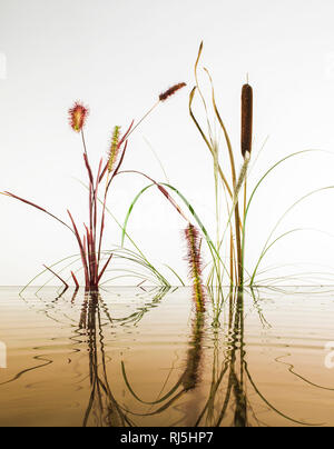 A scenic shot of common reed plants in the field in the daylight ...