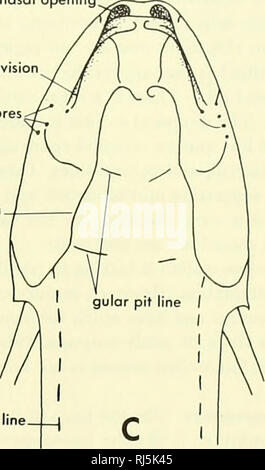 . Chordate morphology. Morphology (Animals); Chordata. ^ oral sucker ...