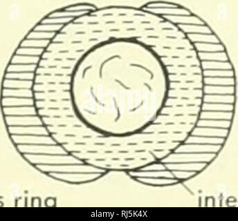 . Chordate morphology. Morphology (Animals); Chordata. vertebral ring ...