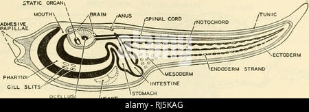 . The chordates. Chordata. Classification of Chordates: Protochordata ...