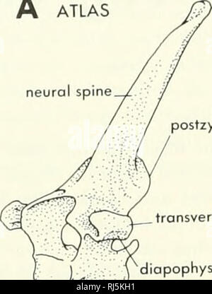 . Chordate morphology. Morphology (Animals); Chordata. B AXIS ...