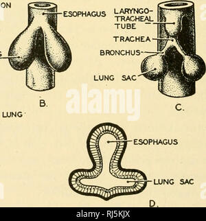. Chordate anatomy. Chordata; Anatomy, Comparative. 238 CHORDATE ...