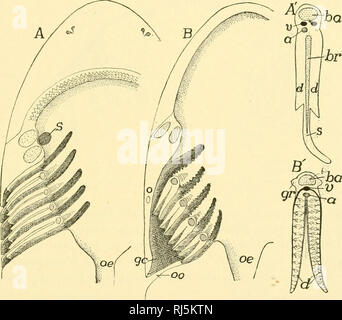 . Chordate anatomy. Chordata; Anatomy, Comparative. GILL APERTURE ...