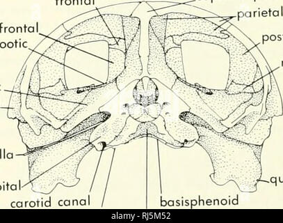. Chordate morphology. Morphology (Animals); Chordata. carotid foramen ...