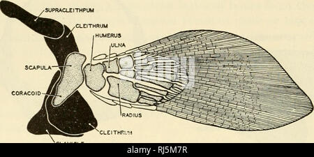 pectoral girdle fish function
