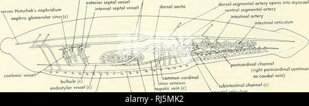 . Chordate morphology. Morphology (Animals); Chordata. ^ oral sucker ...