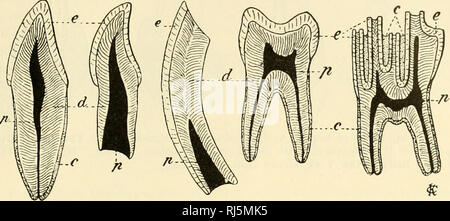. The chordates. Chordata. The Inner (Alimentary) Tube and Its ...